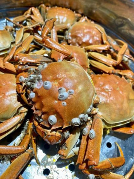 河里野生螃蟹怎么清洗_河里野生螃蟹的做法步骤-第1张图片-山城妙识 河里野生螃蟹怎么清洗_河里野生螃蟹的做法步骤-第1张图片-山城妙识