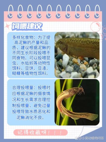 泥鳅四种人不宜吃_哪些人不能吃泥鳅-第2张图片-山城妙识 泥鳅四种人不宜吃_哪些人不能吃泥鳅-第2张图片-山城妙识