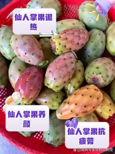 仙人掌果的功效与作用_仙人掌果怎么吃效果最好-第1张图片-山城妙识 仙人掌果的功效与作用_仙人掌果怎么吃效果最好-第1张图片-山城妙识