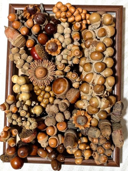 橡子果图片_橡子果长什么样-第1张图片-山城妙识 橡子果图片_橡子果长什么样-第1张图片-山城妙识