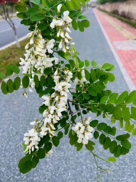 煎槐花怎么做_槐花煎蛋的做法步骤-第3张图片-山城妙识