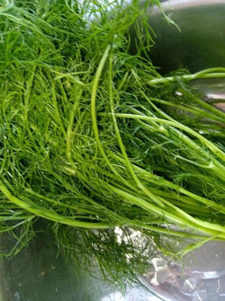 小茴香菜怎么做好吃_小茴香菜的做法大全-第2张图片-山城妙识 小茴香菜怎么做好吃_小茴香菜的做法大全-第2张图片-山城妙识