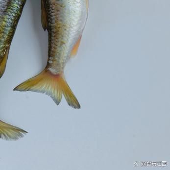 小嘴鱼多少钱一斤_小嘴鱼价格行情-第2张图片-山城妙识 小嘴鱼多少钱一斤_小嘴鱼价格行情-第2张图片-山城妙识