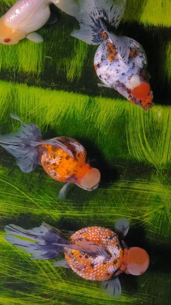 珍珠金鱼怎么养_珍珠金鱼价格多少钱-第1张图片-山城妙识