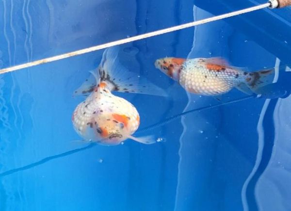 珍珠金鱼怎么养_珍珠金鱼价格多少钱-第2张图片-山城妙识