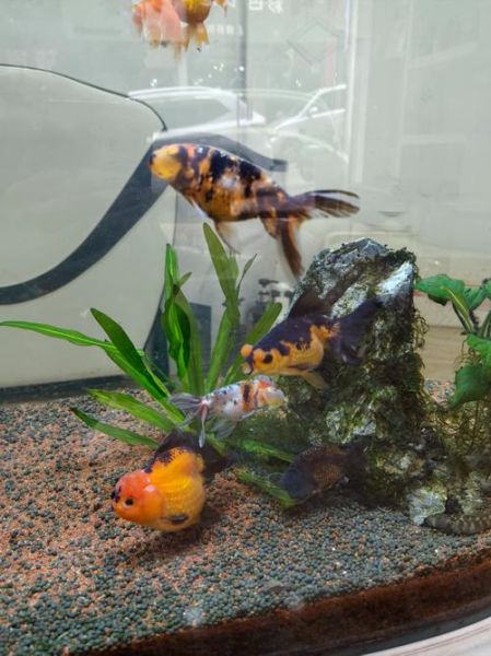 珍珠金鱼怎么养_珍珠金鱼价格多少钱-第3张图片-山城妙识