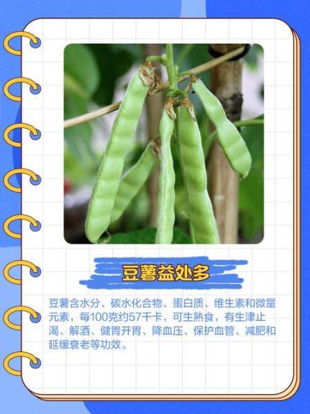 豆薯的功效与作用_豆薯怎么吃最健康-第2张图片-山城妙识 豆薯的功效与作用_豆薯怎么吃最健康-第2张图片-山城妙识