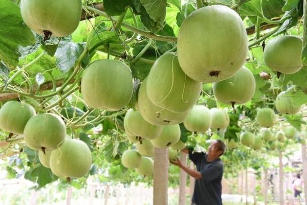 北方吊瓜怎么种_北方吊瓜几月播种-第1张图片-山城妙识 北方吊瓜怎么种_北方吊瓜几月播种-第1张图片-山城妙识