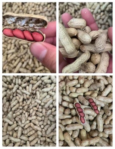 花生市场价多少钱一斤_2024最新行情-第2张图片-山城妙识 花生市场价多少钱一斤_2024最新行情-第2张图片-山城妙识