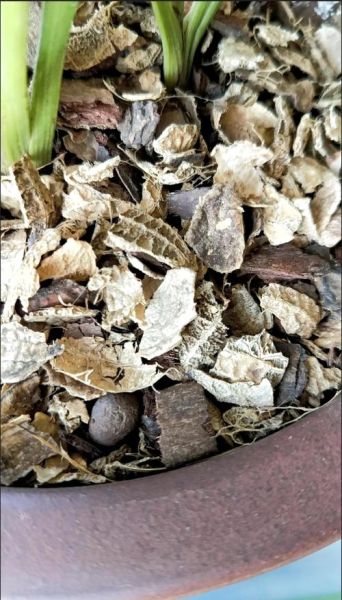 花生壳怎么发酵做营养土_花生壳发酵多久能当肥料-第2张图片-山城妙识 花生壳怎么发酵做营养土_花生壳发酵多久能当肥料-第2张图片-山城妙识