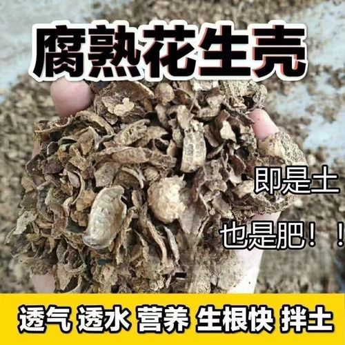 花生壳怎么发酵做营养土_花生壳发酵多久能当肥料-第3张图片-山城妙识 花生壳怎么发酵做营养土_花生壳发酵多久能当肥料-第3张图片-山城妙识
