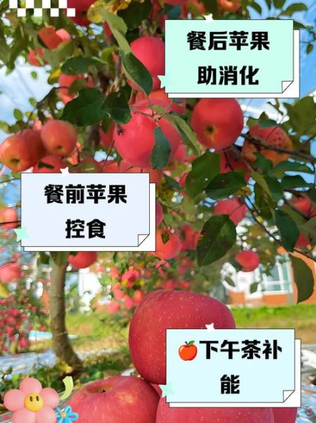 苹果一天吃几个最好_什么时候吃最健康-第1张图片-山城妙识