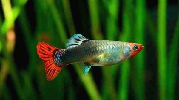 凤尾鱼下崽前胎斑图片_胎斑颜色变化全过程-第2张图片-山城妙识 凤尾鱼下崽前胎斑图片_胎斑颜色变化全过程-第2张图片-山城妙识