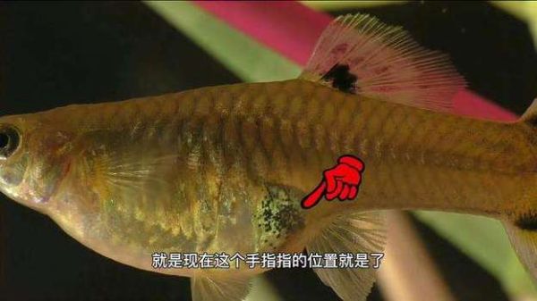 凤尾鱼下崽前胎斑图片_胎斑颜色变化全过程-第1张图片-山城妙识 凤尾鱼下崽前胎斑图片_胎斑颜色变化全过程-第1张图片-山城妙识