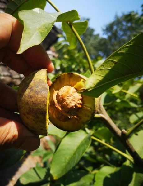 鲜核桃有毒吗_鲜核桃生吃安全吗-第2张图片-山城妙识 鲜核桃有毒吗_鲜核桃生吃安全吗-第2张图片-山城妙识