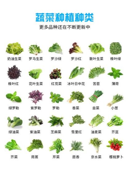 蔬菜菜名字大全_哪些蔬菜名字最常见-第1张图片-山城妙识 蔬菜菜名字大全_哪些蔬菜名字最常见-第1张图片-山城妙识