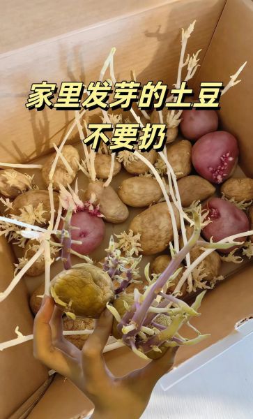 土豆发芽还能吃吗_如何正确保存土豆-第1张图片-山城妙识 土豆发芽还能吃吗_如何正确保存土豆-第1张图片-山城妙识