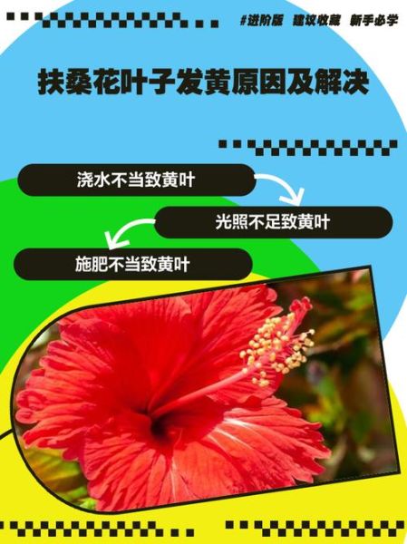 扶桑花怎么养_扶桑花叶子发黄怎么办-第2张图片-山城妙识 扶桑花怎么养_扶桑花叶子发黄怎么办-第2张图片-山城妙识
