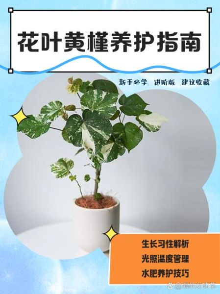 扶桑花怎么养_扶桑花叶子发黄怎么办-第3张图片-山城妙识 扶桑花怎么养_扶桑花叶子发黄怎么办-第3张图片-山城妙识