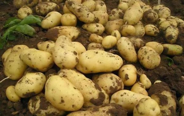 土豆网站入口怎么找_土豆网打不开怎么办-第3张图片-山城妙识 土豆网站入口怎么找_土豆网打不开怎么办-第3张图片-山城妙识