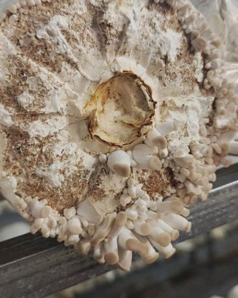 袖珍菇图片_怎么区分真假-第3张图片-山城妙识 袖珍菇图片_怎么区分真假-第3张图片-山城妙识