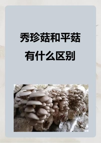 袖珍菇图片_怎么区分真假-第1张图片-山城妙识 袖珍菇图片_怎么区分真假-第1张图片-山城妙识