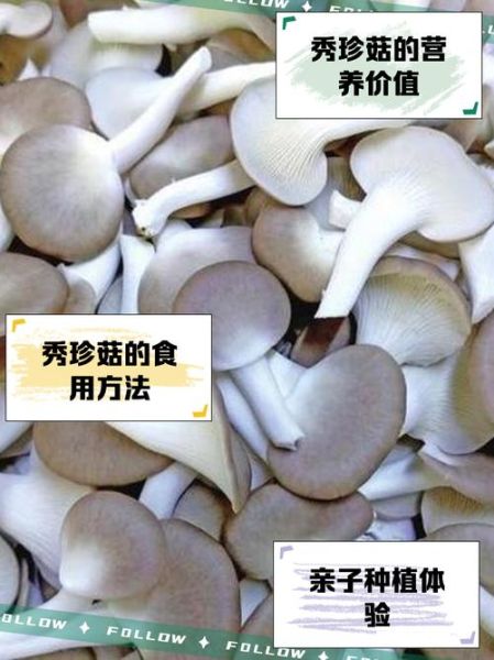 袖珍菇图片_怎么区分真假-第2张图片-山城妙识 袖珍菇图片_怎么区分真假-第2张图片-山城妙识