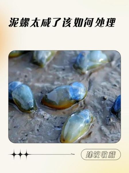 泥螺壳能吃吗_泥螺壳怎么处理-第1张图片-山城妙识 泥螺壳能吃吗_泥螺壳怎么处理-第1张图片-山城妙识