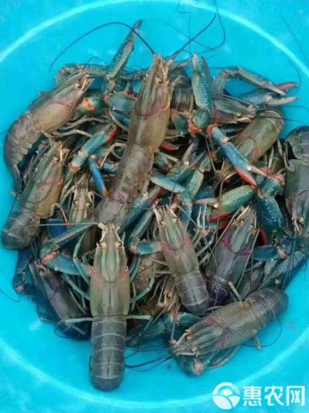 澳洲大龙虾虾苗在哪买正品_澳洲龙虾苗正品购买渠道-第3张图片-山城妙识 澳洲大龙虾虾苗在哪买正品_澳洲龙虾苗正品购买渠道-第3张图片-山城妙识