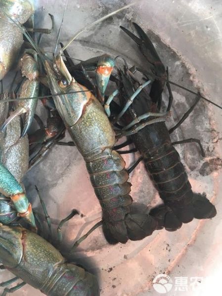 澳洲大龙虾虾苗在哪买正品_澳洲龙虾苗正品购买渠道-第2张图片-山城妙识 澳洲大龙虾虾苗在哪买正品_澳洲龙虾苗正品购买渠道-第2张图片-山城妙识