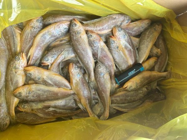 小黄鱼养殖技术_小黄鱼养殖成本和利润-第1张图片-山城妙识 小黄鱼养殖技术_小黄鱼养殖成本和利润-第1张图片-山城妙识