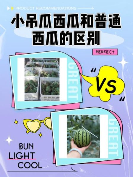 吊瓜西瓜区别_吊瓜西瓜哪个好吃-第1张图片-山城妙识 吊瓜西瓜区别_吊瓜西瓜哪个好吃-第1张图片-山城妙识