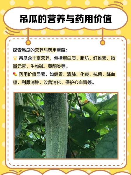 吊瓜西瓜区别_吊瓜西瓜哪个好吃-第2张图片-山城妙识 吊瓜西瓜区别_吊瓜西瓜哪个好吃-第2张图片-山城妙识