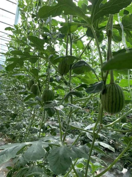 吊瓜西瓜区别_吊瓜西瓜哪个好吃-第3张图片-山城妙识 吊瓜西瓜区别_吊瓜西瓜哪个好吃-第3张图片-山城妙识