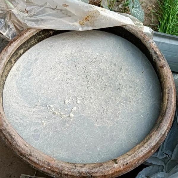 葡萄酵素怎么做_自制葡萄酵素需要多久-第1张图片-山城妙识 葡萄酵素怎么做_自制葡萄酵素需要多久-第1张图片-山城妙识