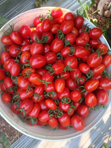 圣女果是转基因的吗_圣女果和千禧果区别-第1张图片-山城妙识 圣女果是转基因的吗_圣女果和千禧果区别-第1张图片-山城妙识