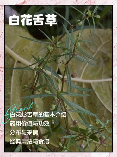 白花蛇舌草能祛斑吗_白花蛇舌草祛斑效果怎么样-第1张图片-山城妙识 白花蛇舌草能祛斑吗_白花蛇舌草祛斑效果怎么样-第1张图片-山城妙识