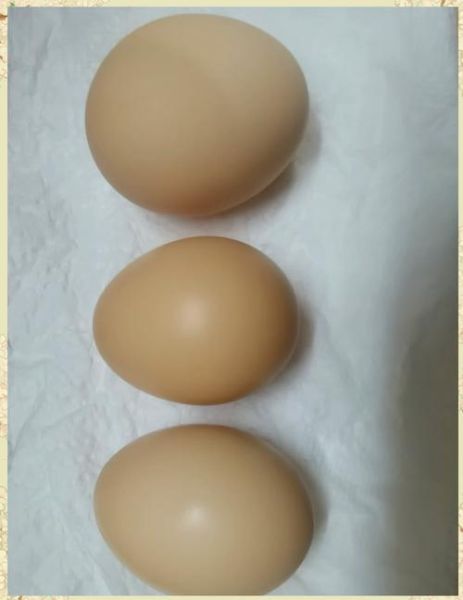 醋泡鸡蛋观察日记_鸡蛋变透明要几天-第1张图片-山城妙识 醋泡鸡蛋观察日记_鸡蛋变透明要几天-第1张图片-山城妙识