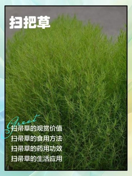 扫帚草怎么种_扫帚草有什么功效-第1张图片-山城妙识 扫帚草怎么种_扫帚草有什么功效-第1张图片-山城妙识