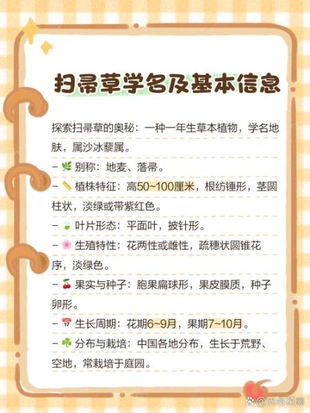 扫帚草怎么种_扫帚草有什么功效-第3张图片-山城妙识 扫帚草怎么种_扫帚草有什么功效-第3张图片-山城妙识