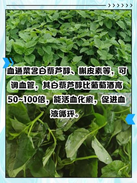 通菜有什么功效_通菜营养价值高吗-第2张图片-山城妙识 通菜有什么功效_通菜营养价值高吗-第2张图片-山城妙识