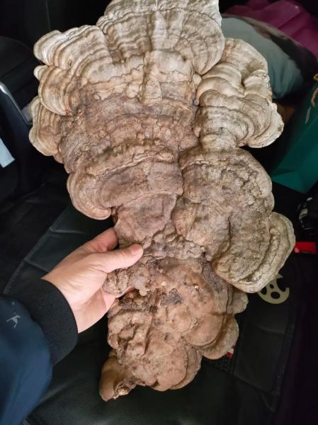 树舌灵芝的功效与作用_树舌灵芝怎么吃-第1张图片-山城妙识 树舌灵芝的功效与作用_树舌灵芝怎么吃-第1张图片-山城妙识