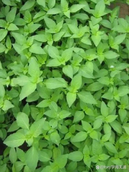 荆芥穗图片大全_荆芥穗长什么样-第3张图片-山城妙识 荆芥穗图片大全_荆芥穗长什么样-第3张图片-山城妙识