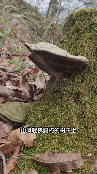 树舌灵芝的功效与作用_树舌灵芝怎么吃-第2张图片-山城妙识 树舌灵芝的功效与作用_树舌灵芝怎么吃-第2张图片-山城妙识