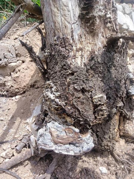 树舌灵芝的功效与作用_树舌灵芝怎么吃-第3张图片-山城妙识 树舌灵芝的功效与作用_树舌灵芝怎么吃-第3张图片-山城妙识