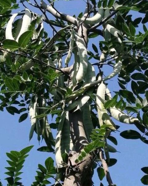 皂角树风水禁忌_家门口种皂角树好吗-第1张图片-山城妙识 皂角树风水禁忌_家门口种皂角树好吗-第1张图片-山城妙识