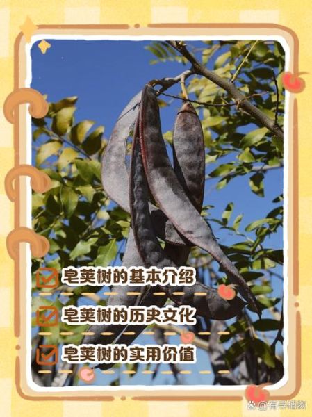皂角树风水禁忌_家门口种皂角树好吗-第2张图片-山城妙识 皂角树风水禁忌_家门口种皂角树好吗-第2张图片-山城妙识