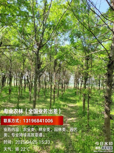 皂角树风水禁忌_家门口种皂角树好吗-第3张图片-山城妙识 皂角树风水禁忌_家门口种皂角树好吗-第3张图片-山城妙识