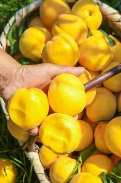 最好吃的黄桃品种排名_黄桃哪个品种最甜-第3张图片-山城妙识 最好吃的黄桃品种排名_黄桃哪个品种最甜-第3张图片-山城妙识