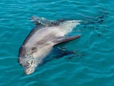 海豚怎么睡觉_海豚睡觉会淹死吗-第3张图片-山城妙识 海豚怎么睡觉_海豚睡觉会淹死吗-第3张图片-山城妙识